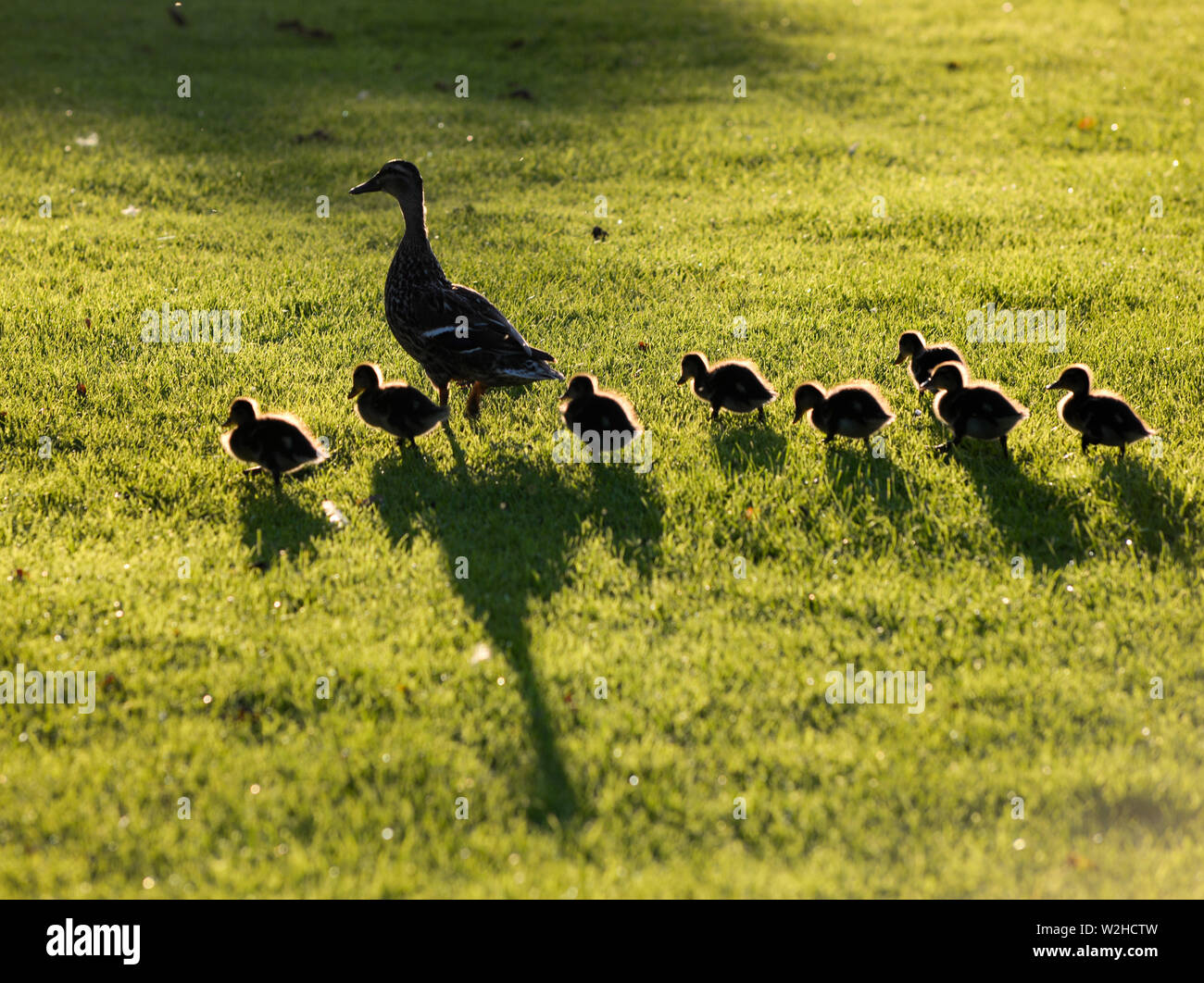 A Mallard duck with her ducklings Stock Photo - Alamy