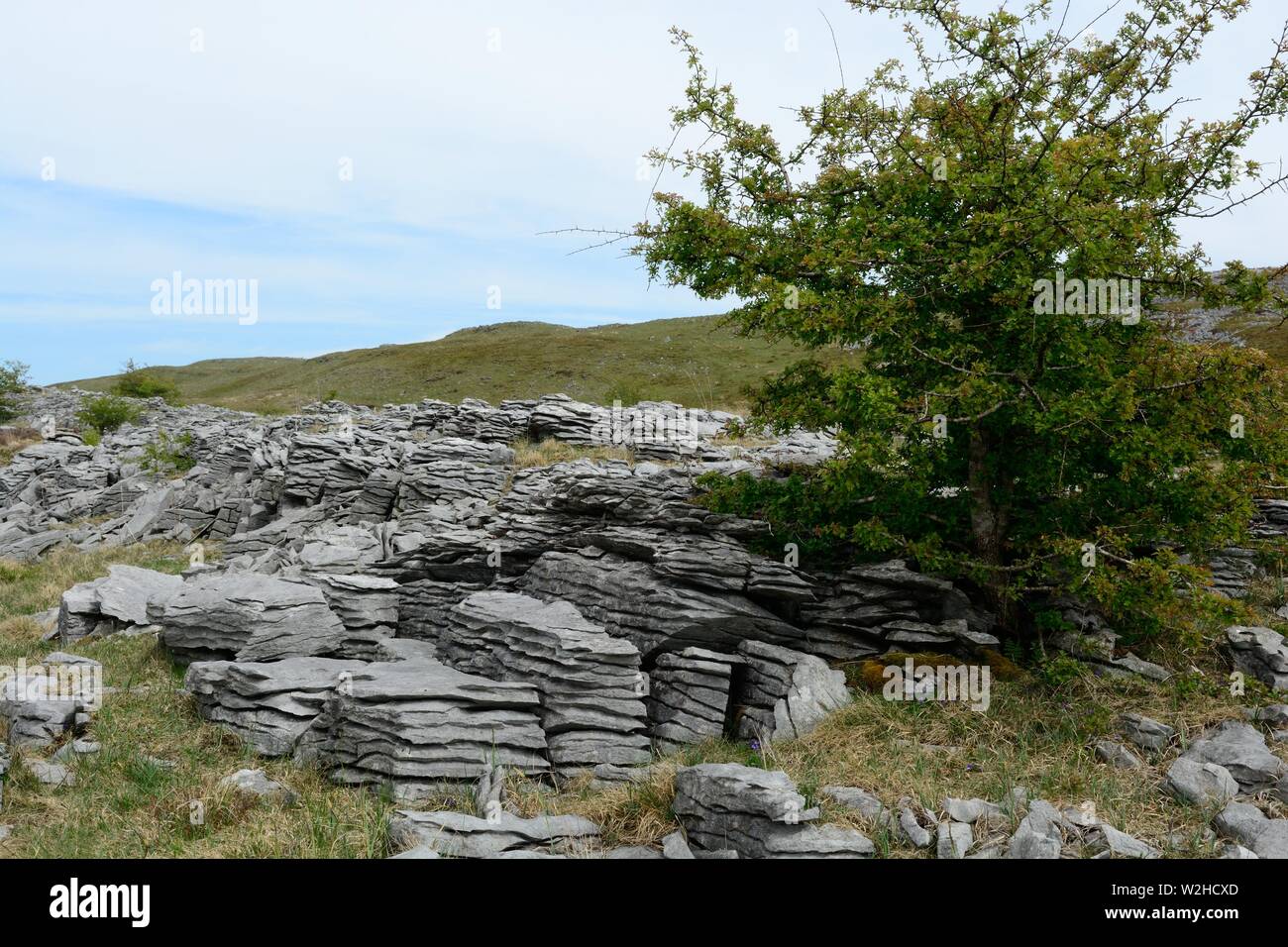 Limestone pavement grikes Ogof Ffynnon Ddu National Nature Reserve ...