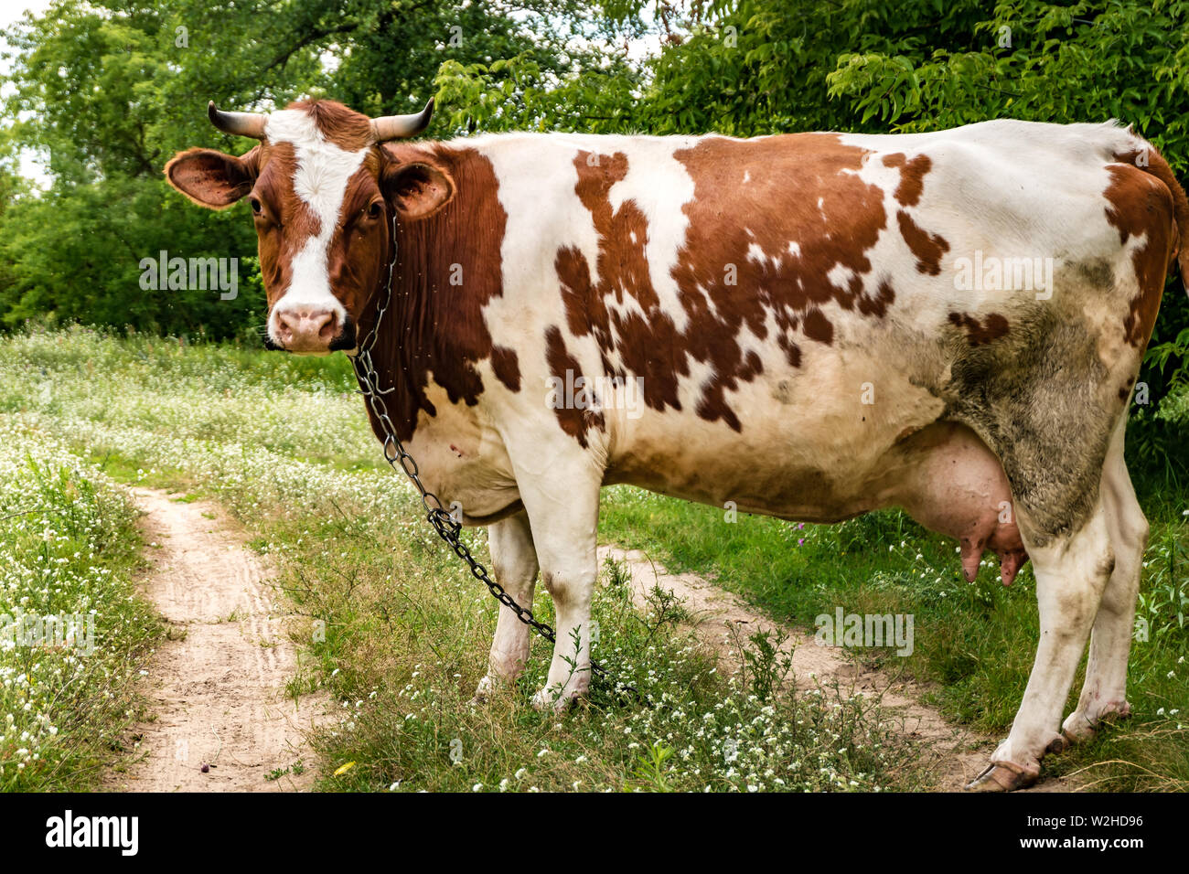 red white cow on field near footpath Stock Photo - Alamy