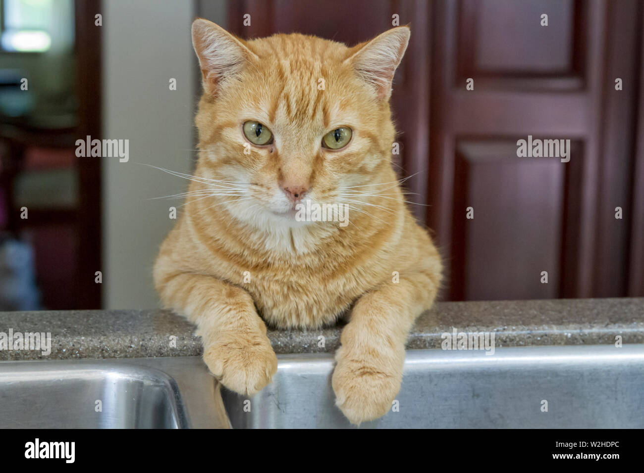 Orange cat leaning in thought Stock Photo - Alamy
