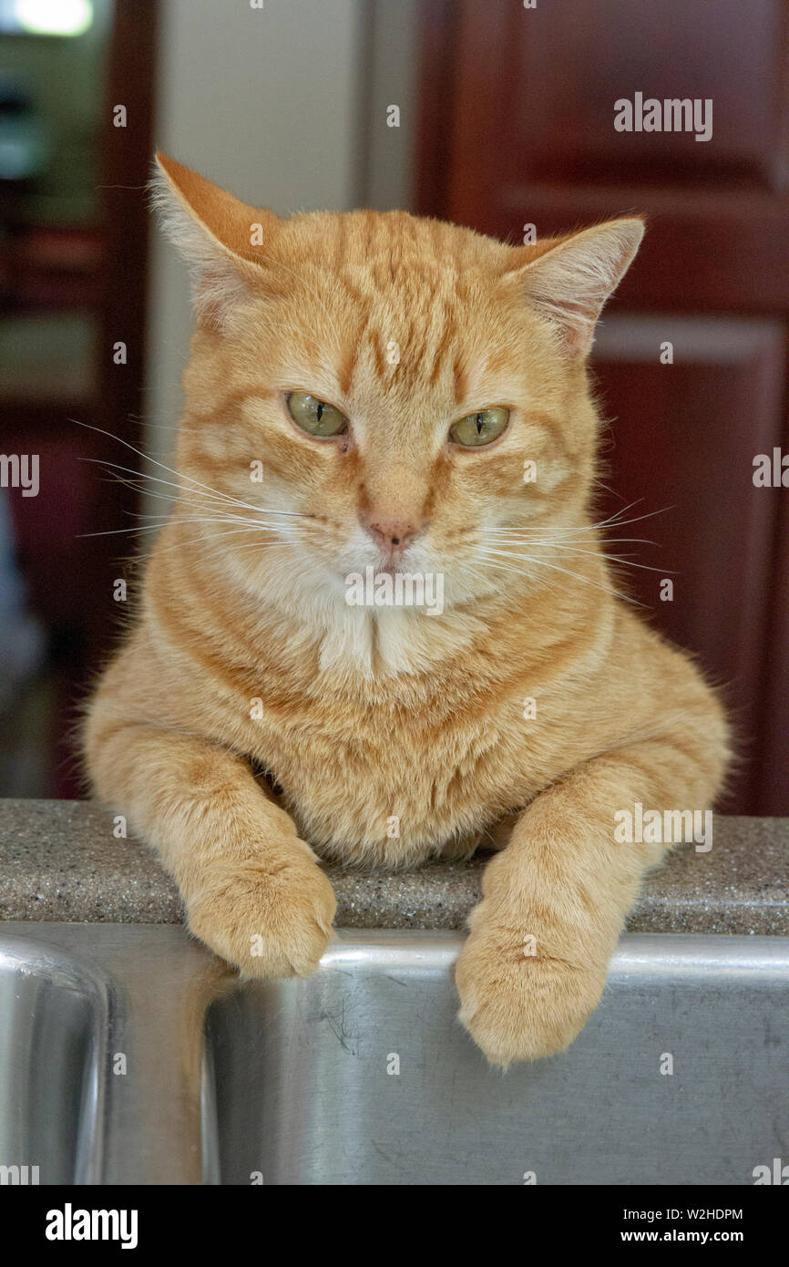 Orange cat leaning in thought Stock Photo - Alamy