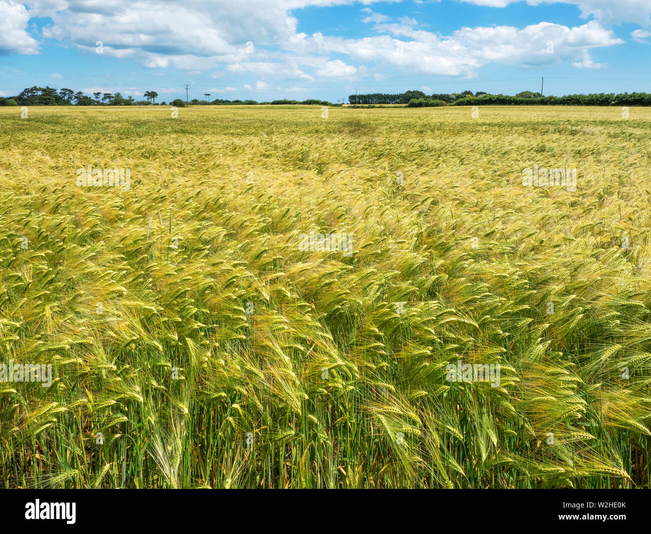 Barley ripening in a field near Sizewell Suffolk England Stock Photo ...