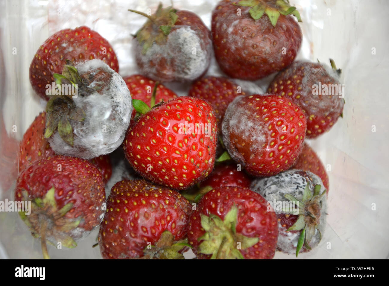 Food fridge mouldy hi-res stock photography and images - Alamy