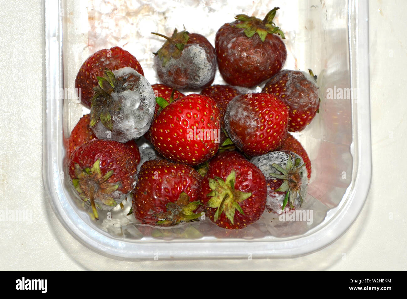 Food fridge mouldy hi-res stock photography and images - Alamy