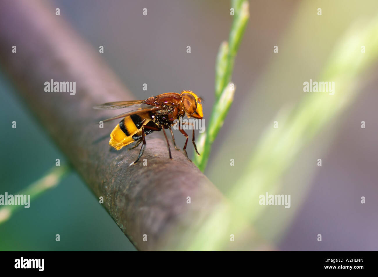 Tube wasp hi-res stock photography and images - Alamy