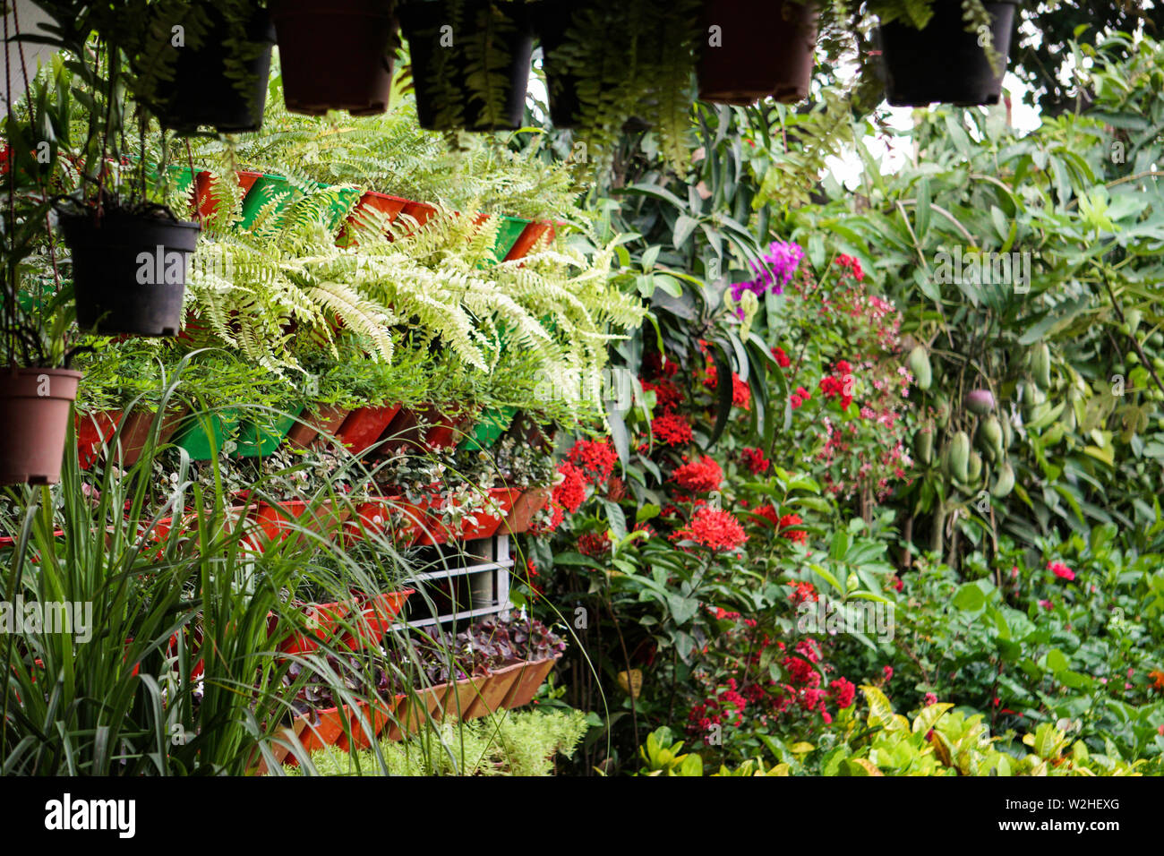 Nursery Growing Flower and plants Gardening Stock Photo - Alamy