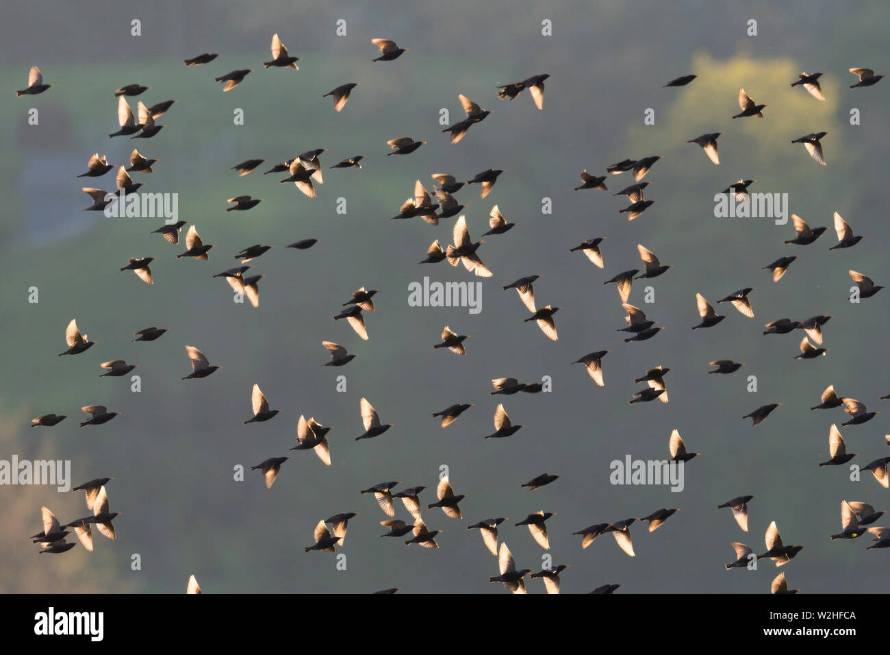 natural flock of starling birds (sturnus vulgaris) in backlight Stock ...