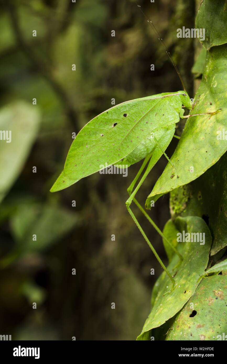 Leaf-mimic katydid, Orophus tesselatus Stock Photo - Alamy