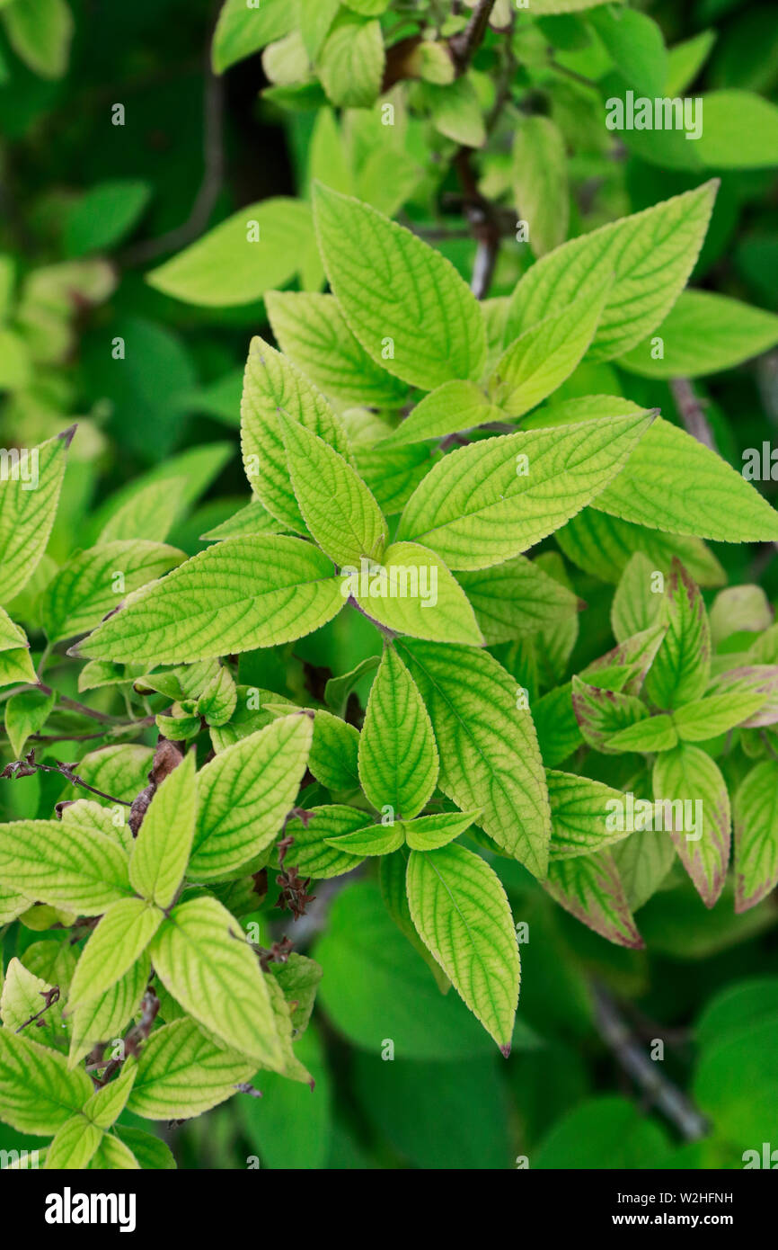 Plants With Opposite Leaves High Resolution Stock Photography and ...