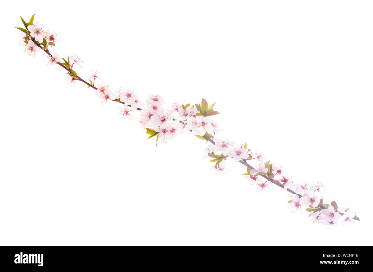 Macro pink white apple Cut Out Stock Images & Pictures - Alamy