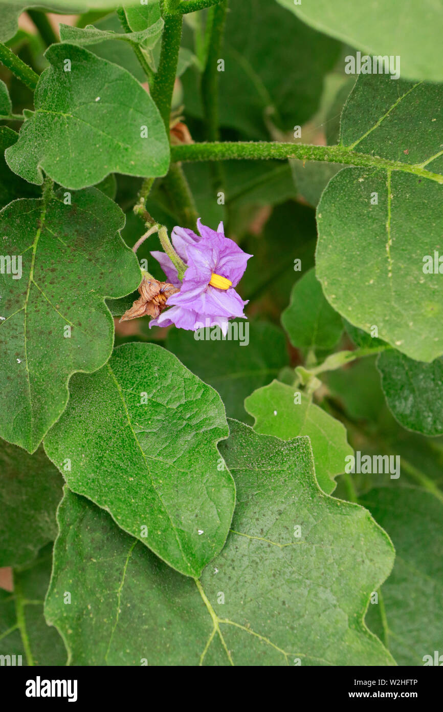 Family To Solanum Solanaceae High Resolution Stock Photography and ...
