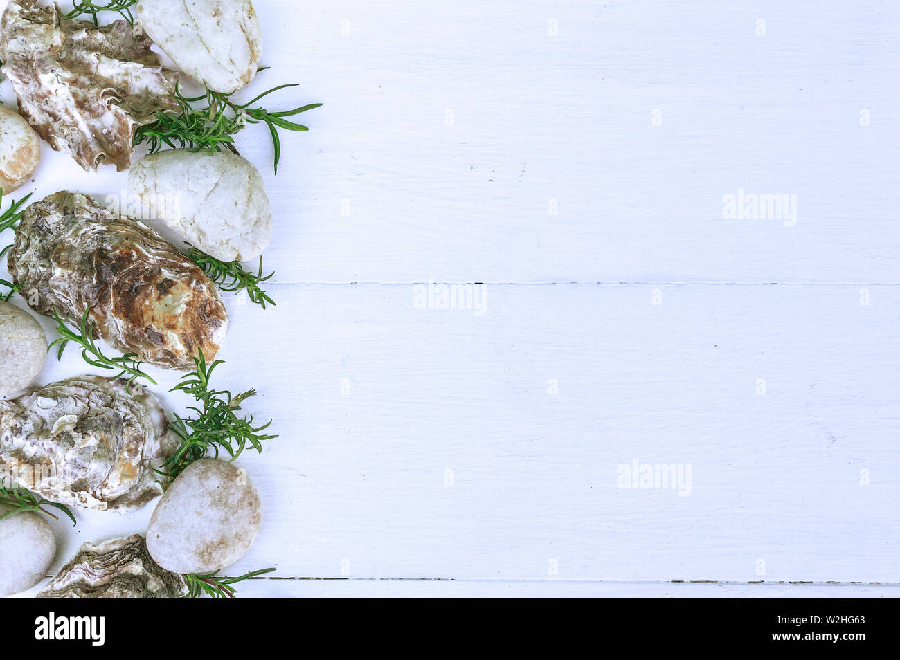 Horizontal border. Oyster shells, sea pebbles, young sprouts on a ...