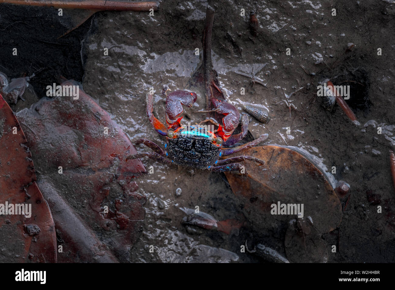colorful crabs are walking on the mud in mangrove forest Stock Photo ...