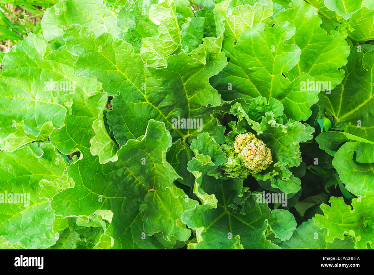 Plant rhubarb with large green leaves in the garden bed. Summer harvest ...