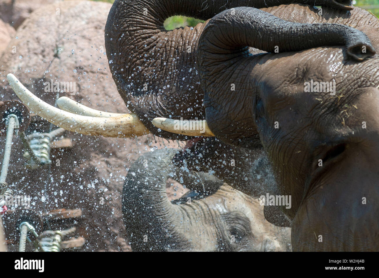 African tapenade elephant hi-res stock photography and images - Alamy