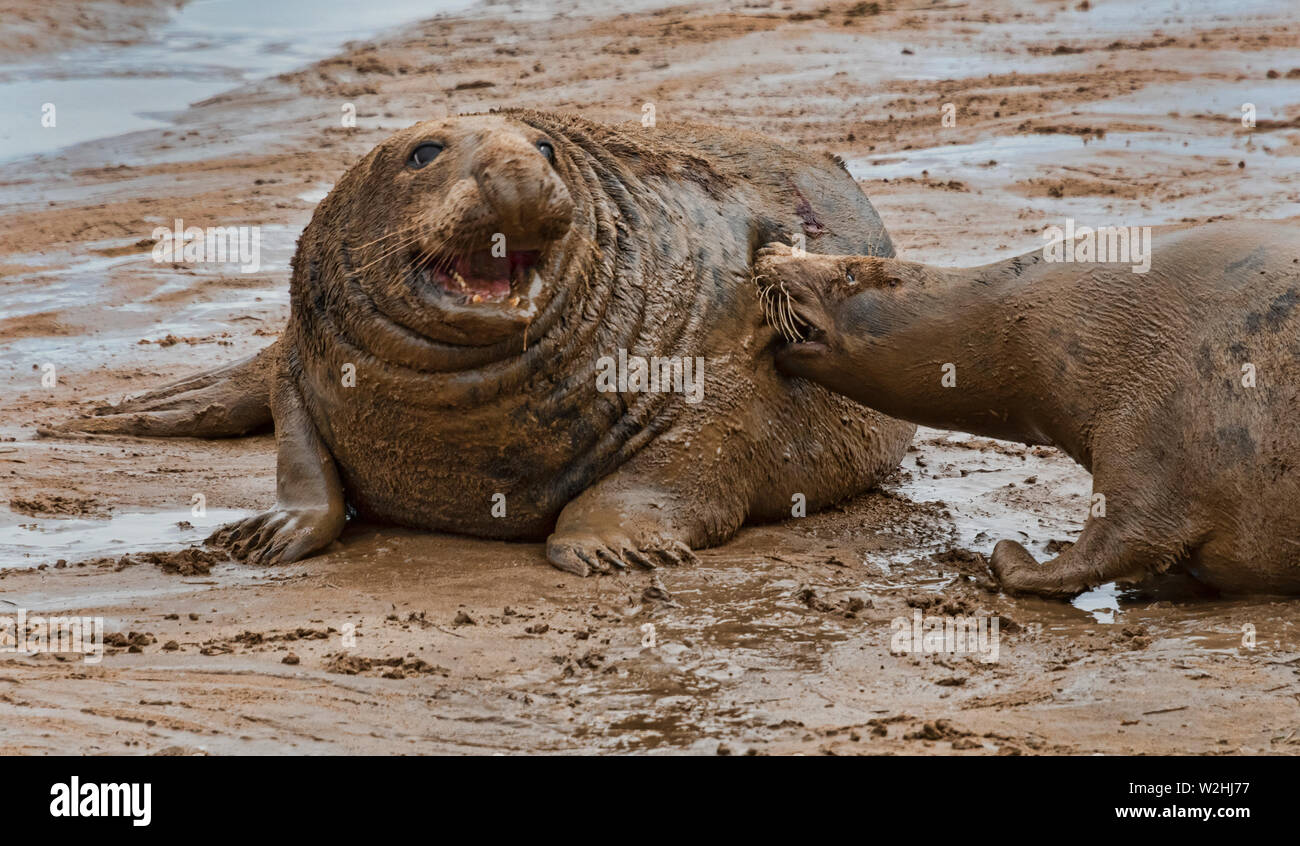 A pair of bull seals fighting. One has its teeth sunk into the side of ...