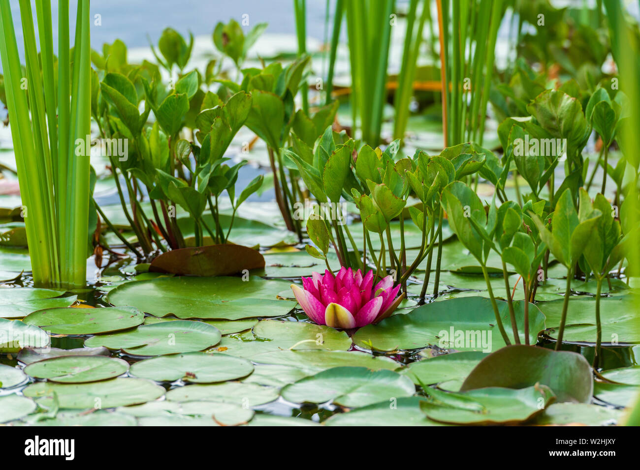 Hidden gem of flower hi-res stock photography and images - Alamy