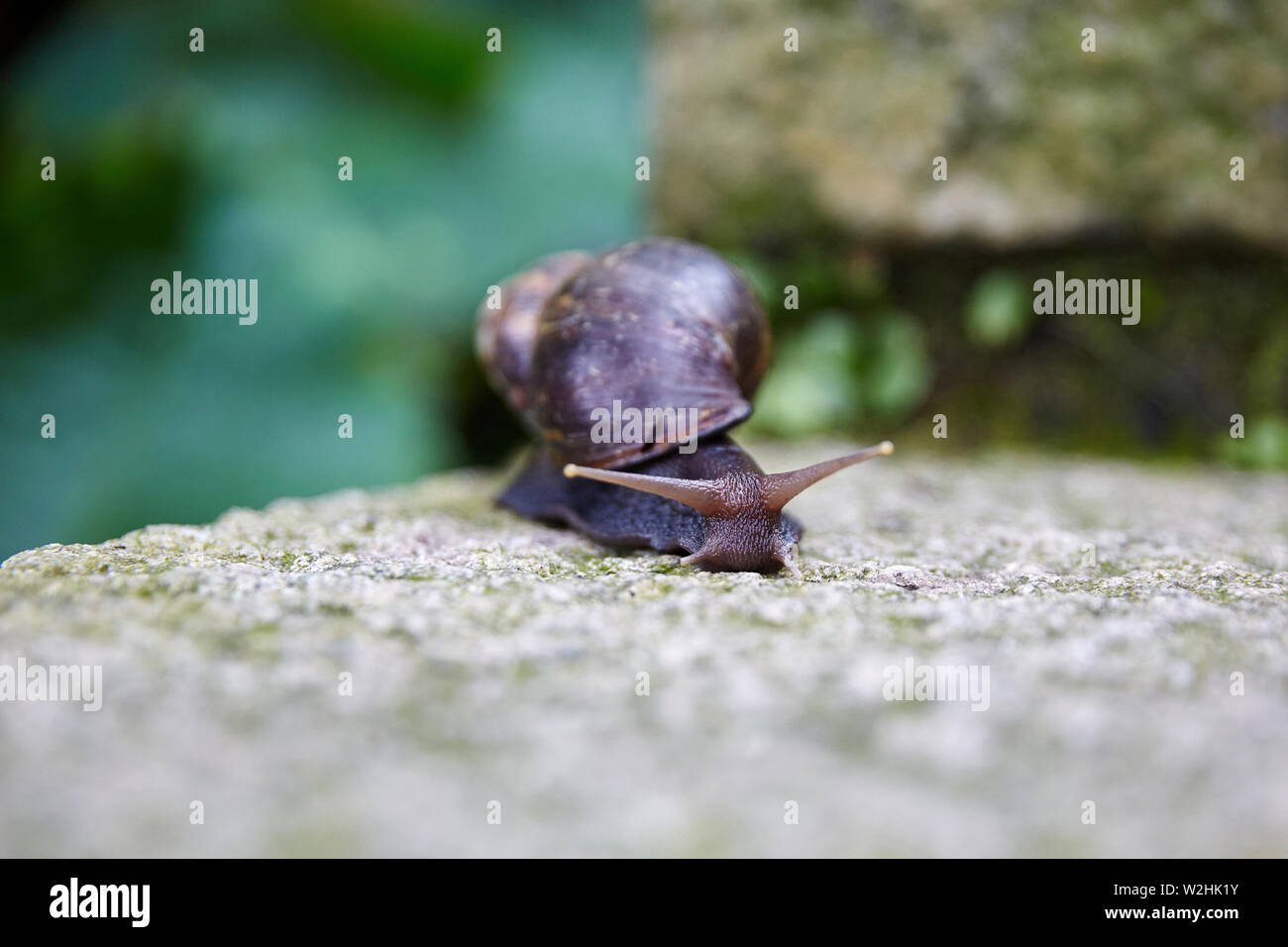 Snail in the garden hi-res stock photography and images - Alamy