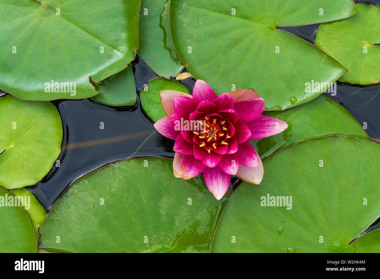 Beautiful pink lotus, top view Stock Photo - Alamy