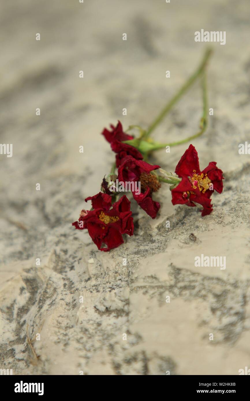 Rock Roses High Resolution Stock Photography and Images - Alamy