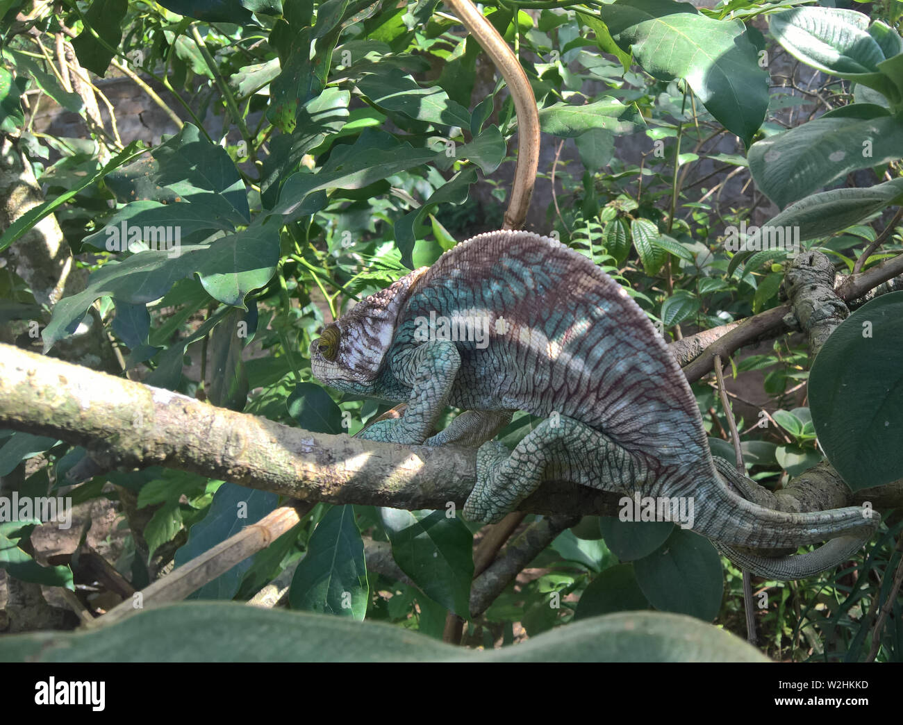 portrait of male Parson's chameleon aka Calumma parsonii in Peyrieras ...
