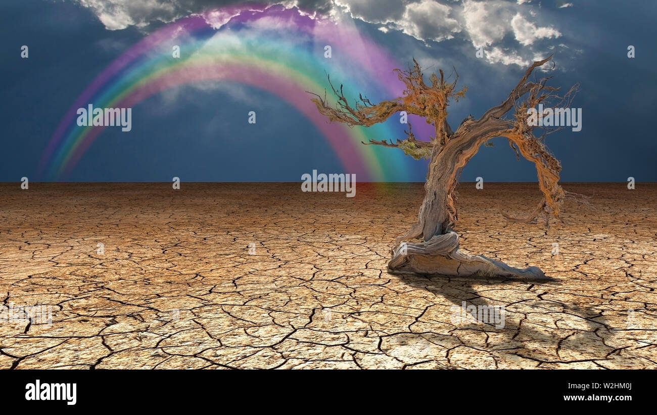 Arid lands. Dry tree and rainbow in cloudy sky Stock Photo - Alamy