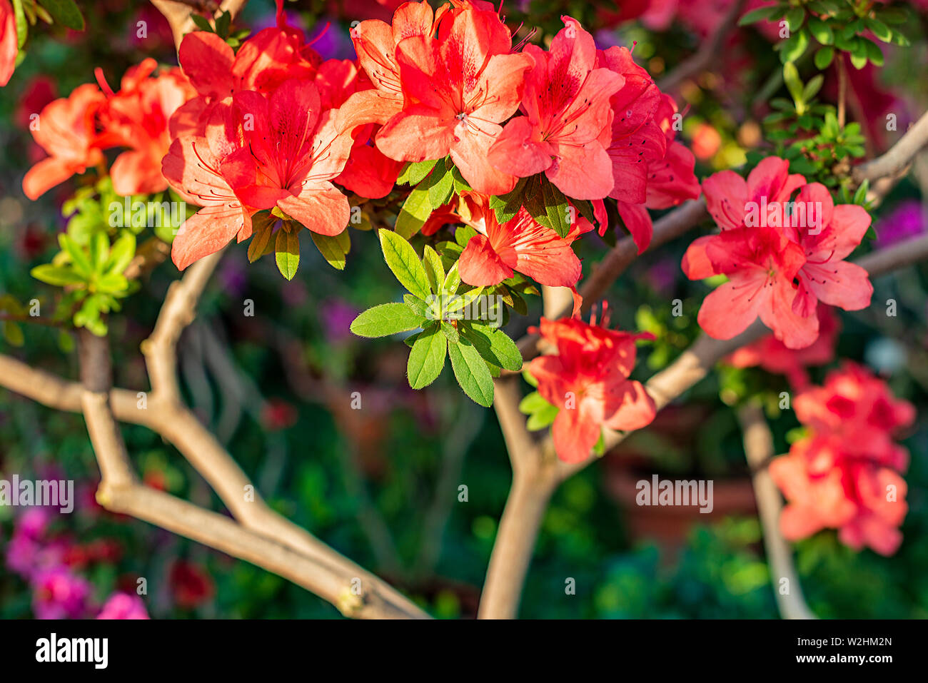 Blooming azalea flowers. Big pink tropical flowers in the garden Stock ...