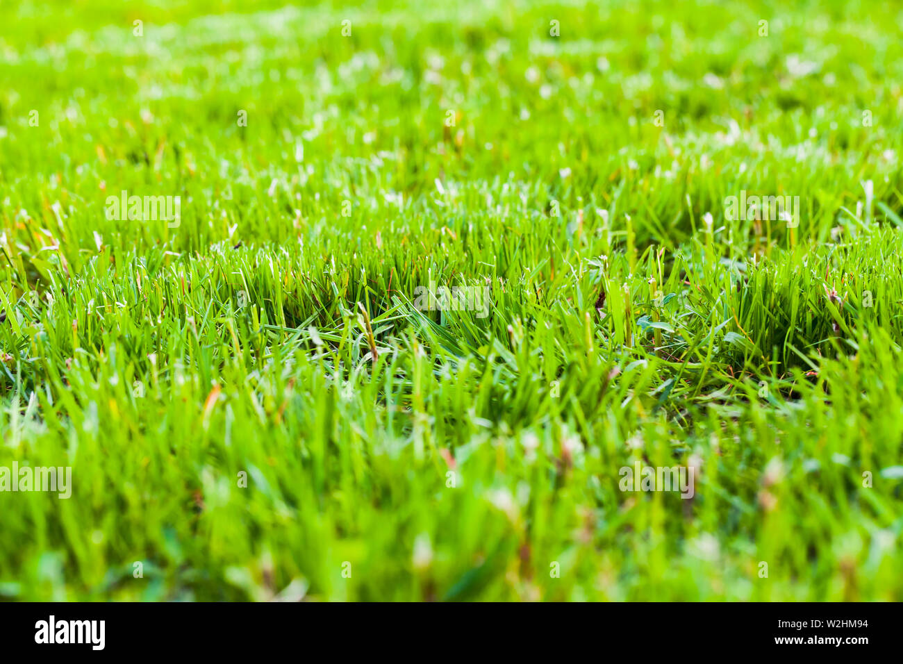 Fresh green grass background, close up photo with selective focus ...