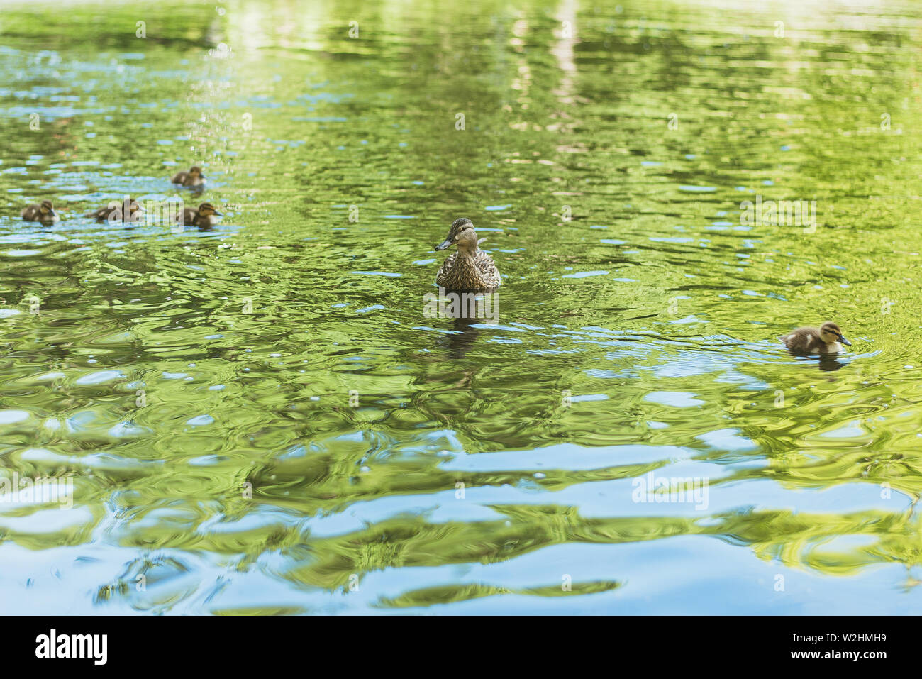 Baby ducks in swimming pool hi-res stock photography and images - Alamy
