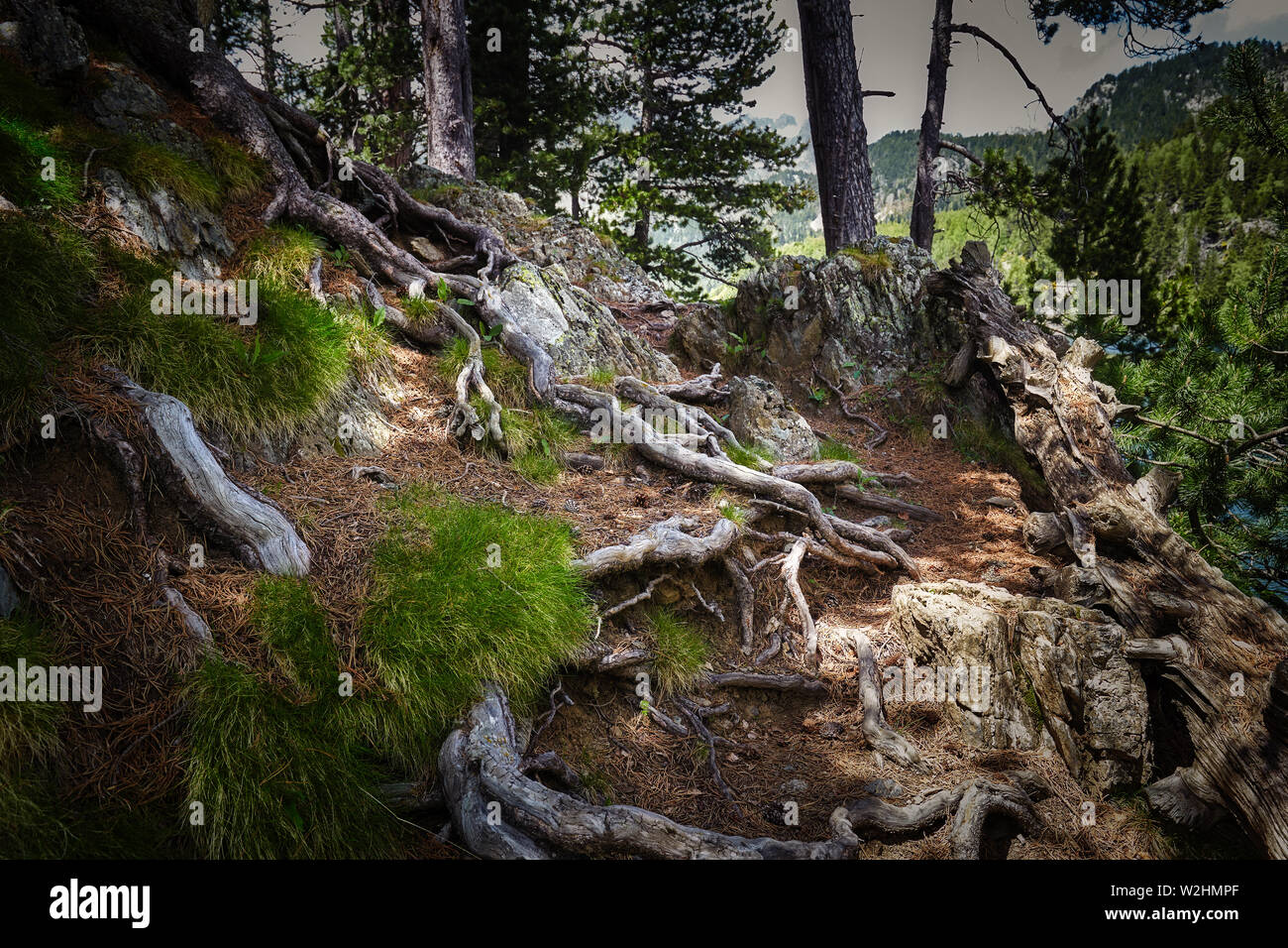 Mountain pine tree hi-res stock photography and images - Alamy