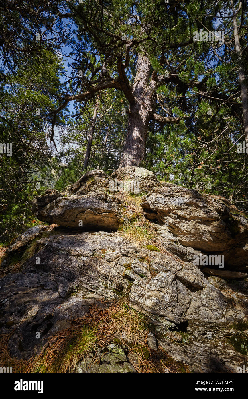 Mountain pine tree in a Spanish Pyrenees Stock Photo - Alamy