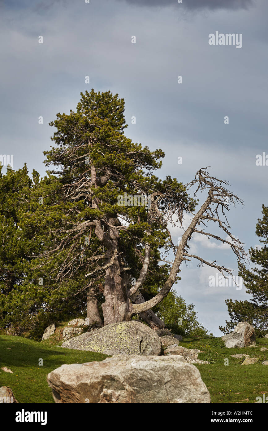 Mountain pine tree in a Spanish Pyrenees Stock Photo - Alamy