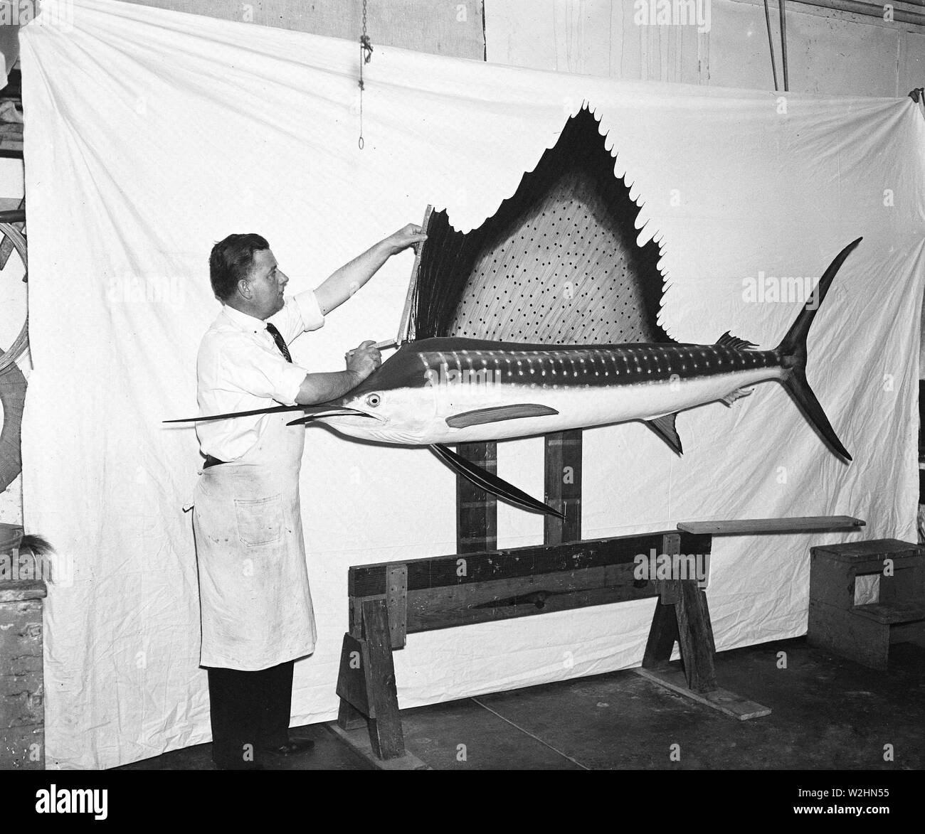 Man with large fish, measuring its fin ca. 1936 Stock Photo - Alamy
