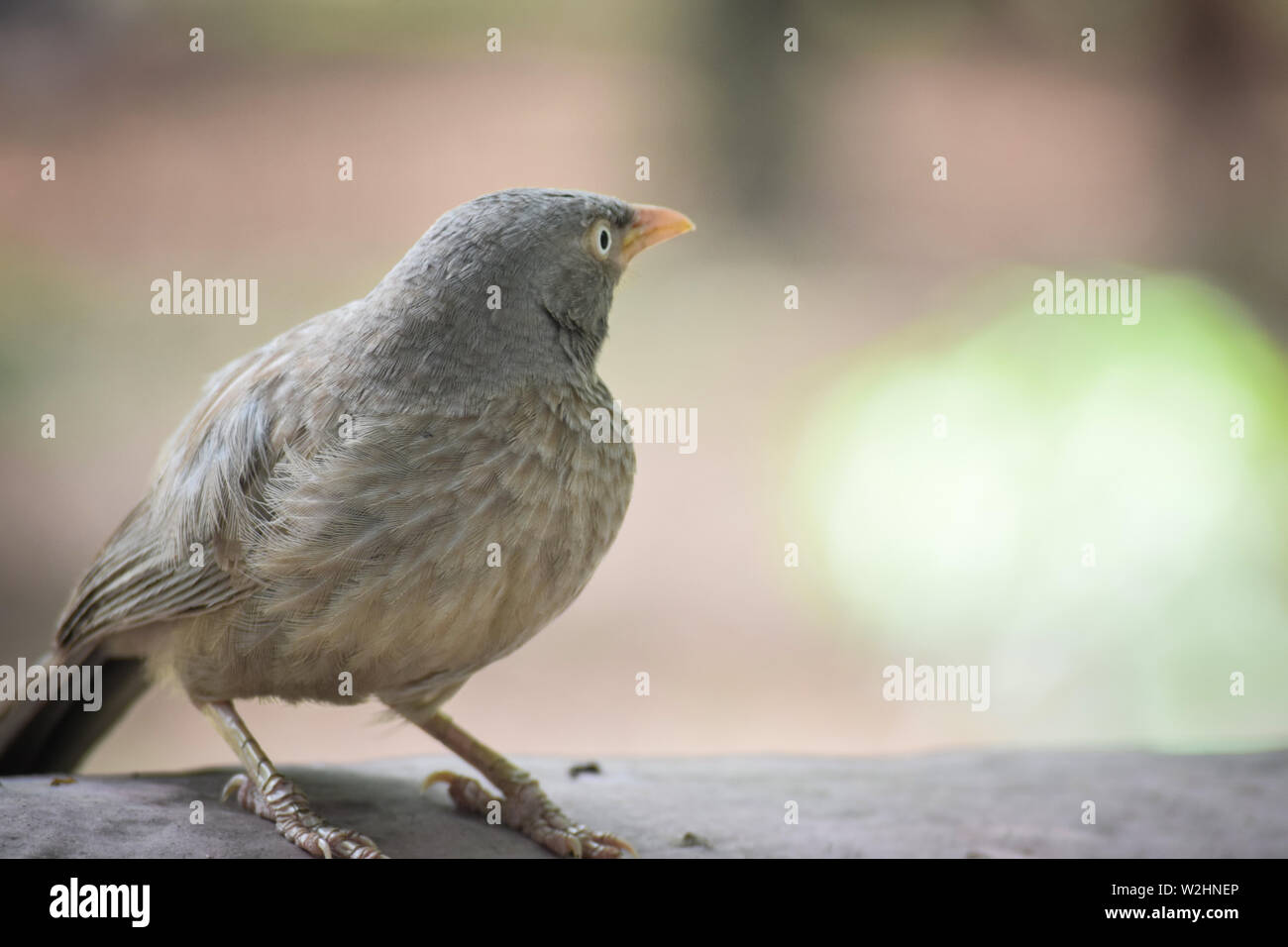 eye contact with bird Stock Photo - Alamy