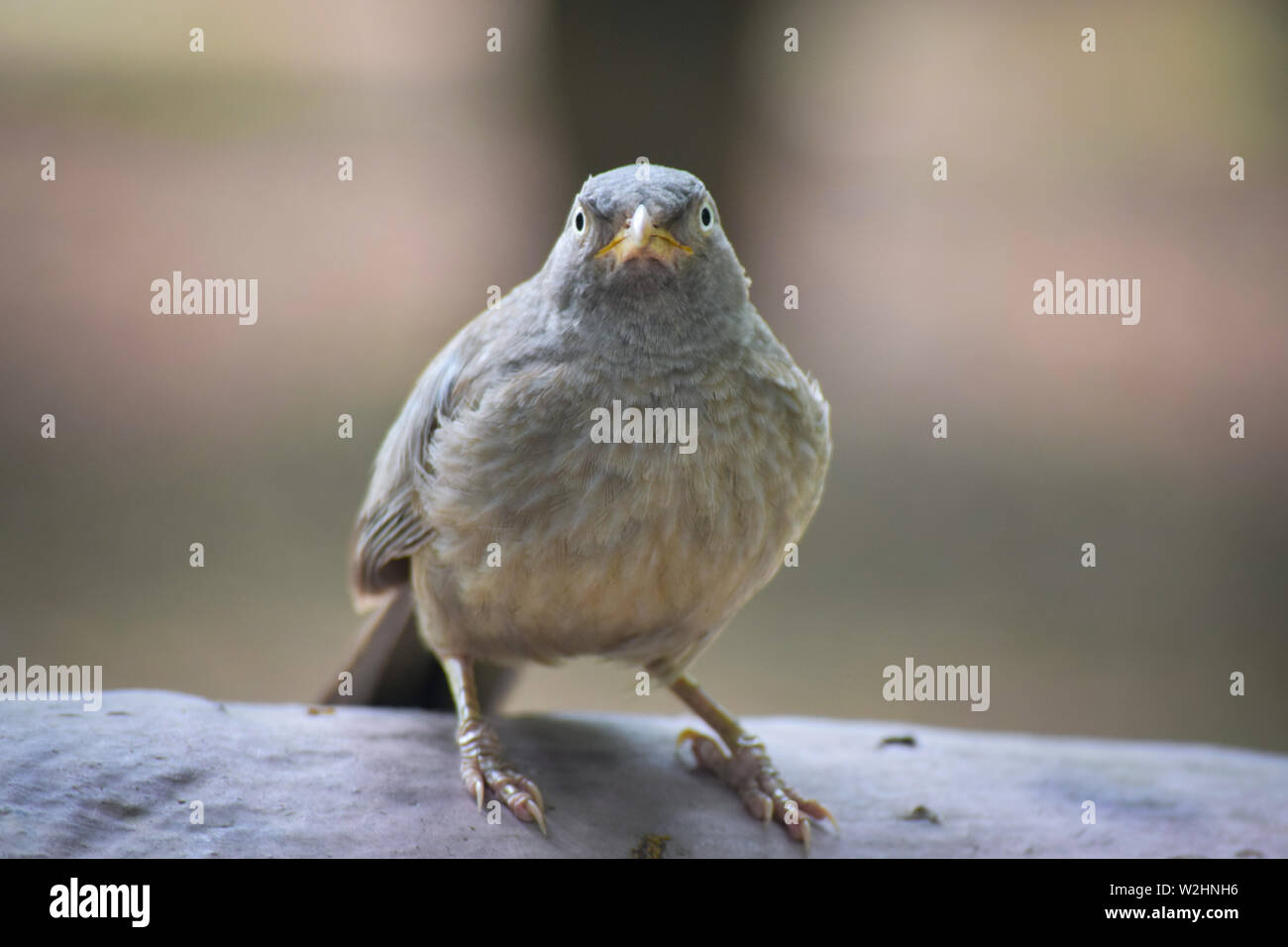 eye contact with bird Stock Photo - Alamy