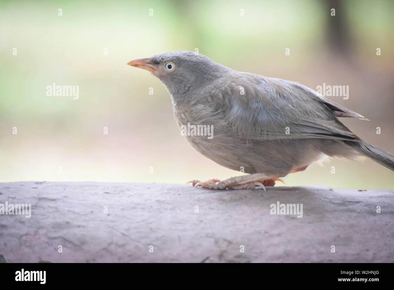 eye contact with bird Stock Photo - Alamy