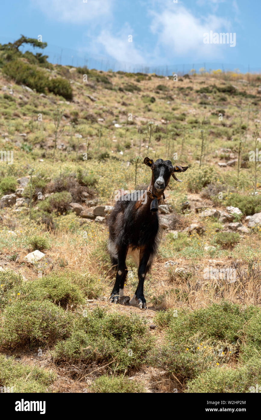 Crete, Greece. June 2019. A Cretan mountain goat with a bell around its ...