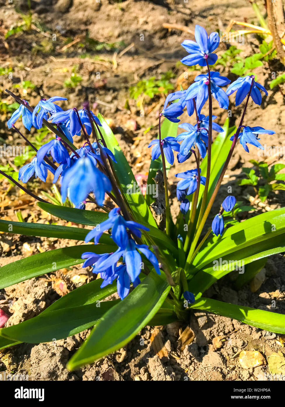The first blue spring flowers on dry ground Stock Photo - Alamy
