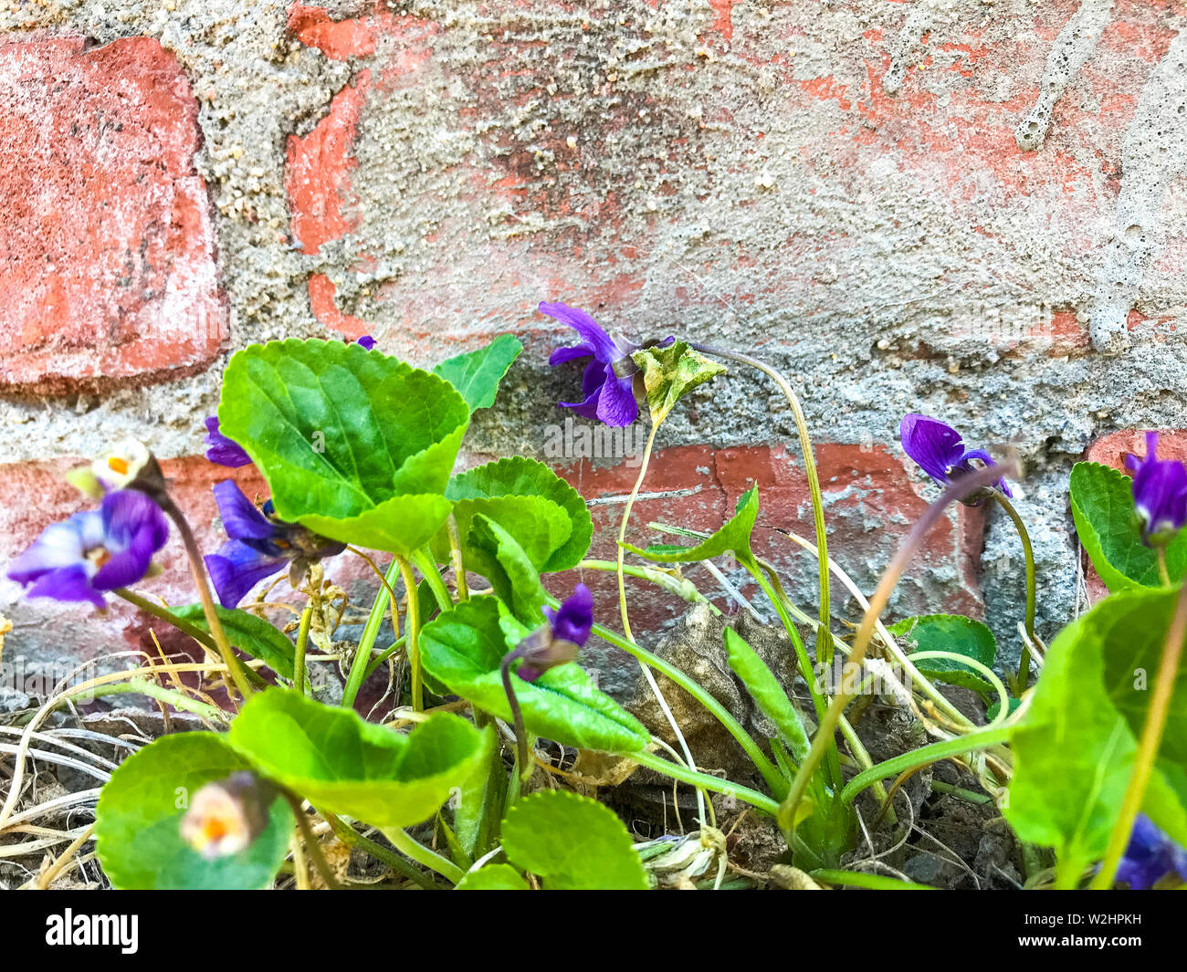 The first blue spring flowers on dry ground Stock Photo - Alamy