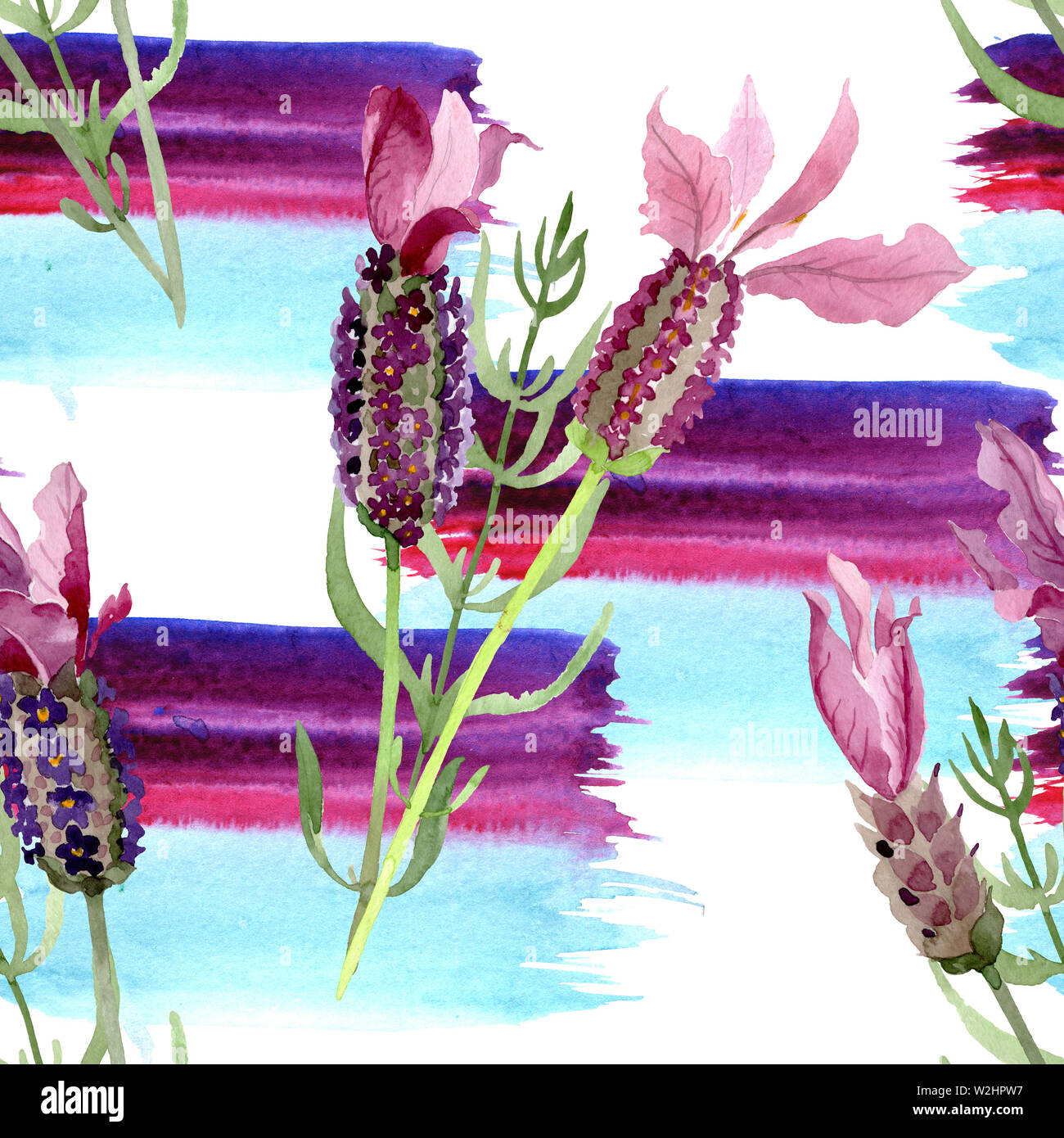 Purple lavender floral botanical flowers. Wild spring leaf wildflower ...