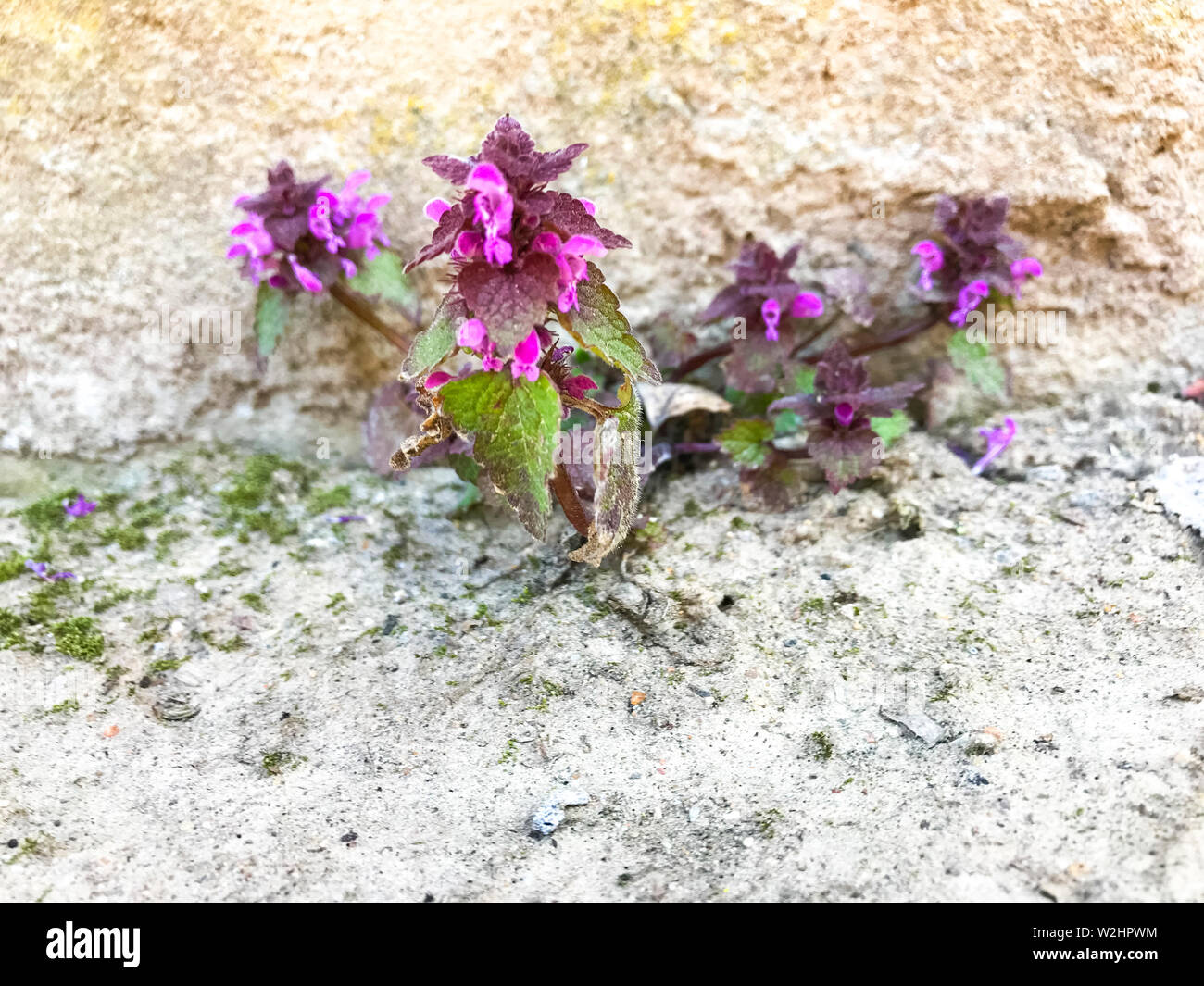 The first blue spring flowers on dry ground Stock Photo - Alamy