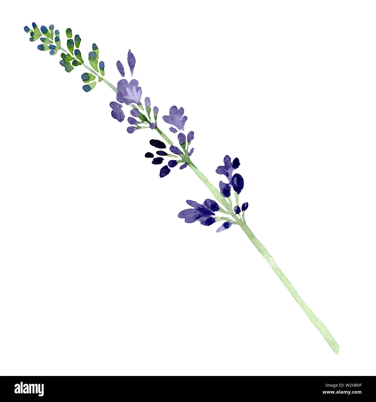 Lavender Sprig Illustration Lavender Sprig Illustration