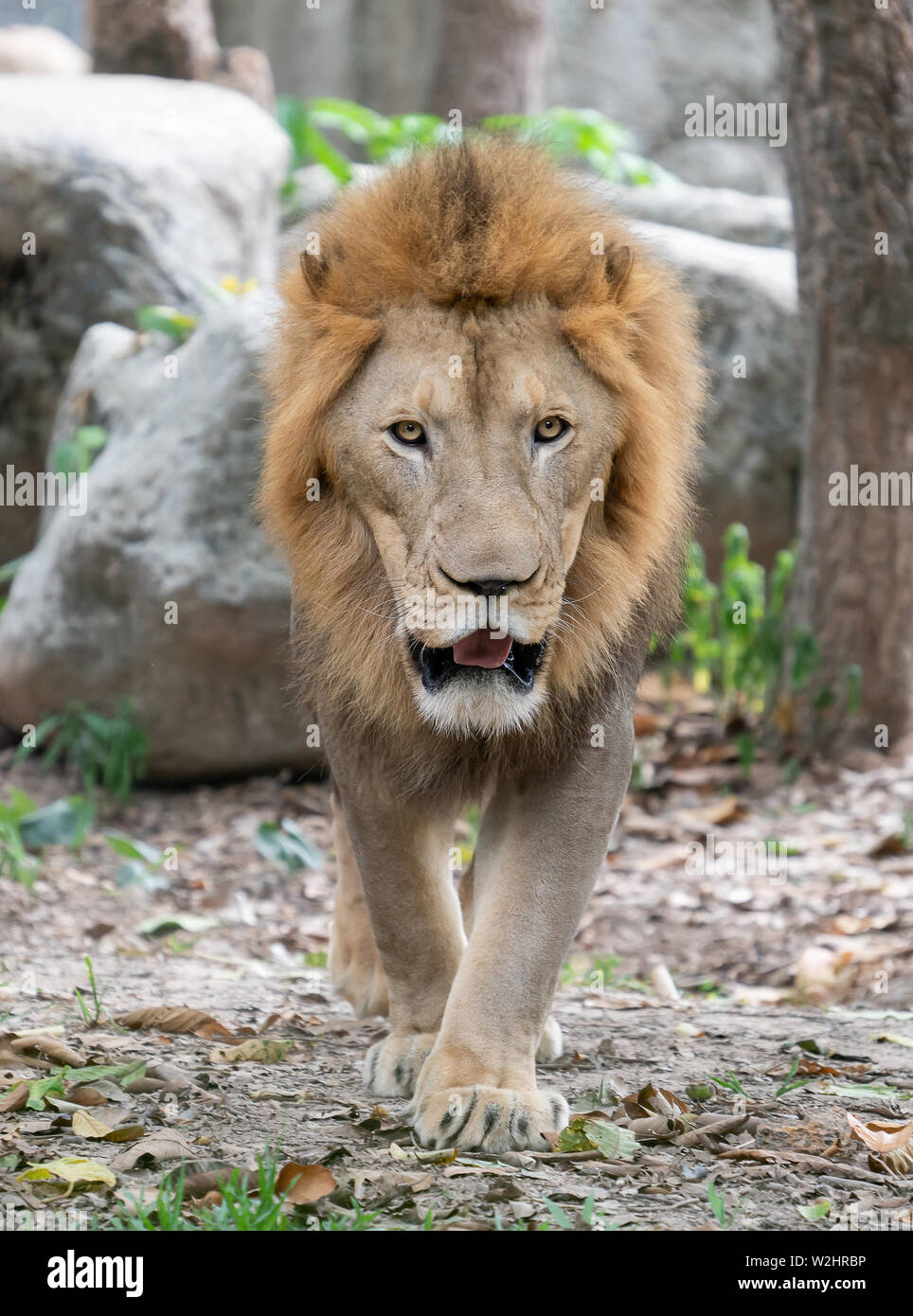 male lion (panthera leo) walking in zoo Stock Photo - Alamy
