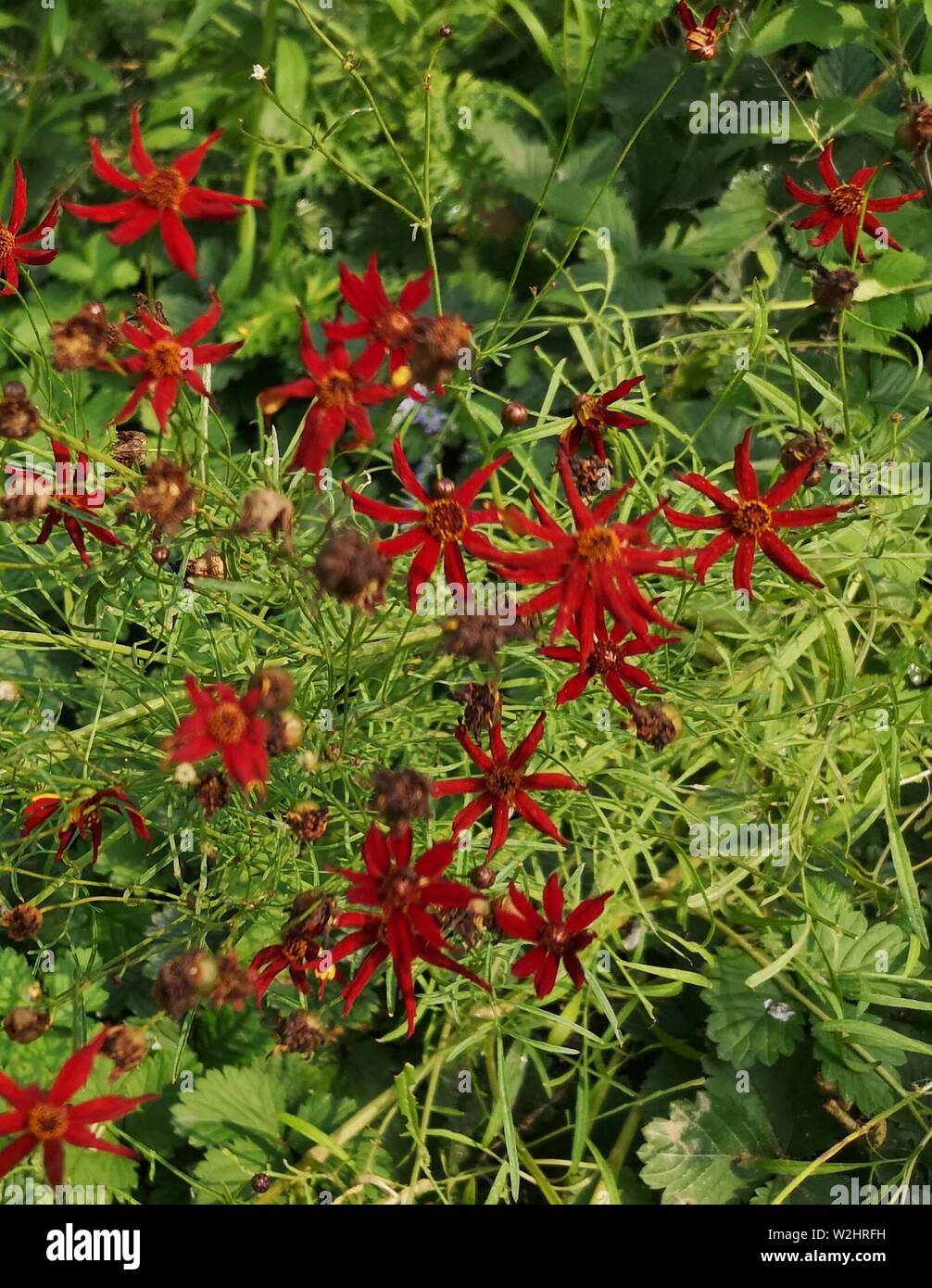 Jing ding hi-res stock photography and images - Alamy