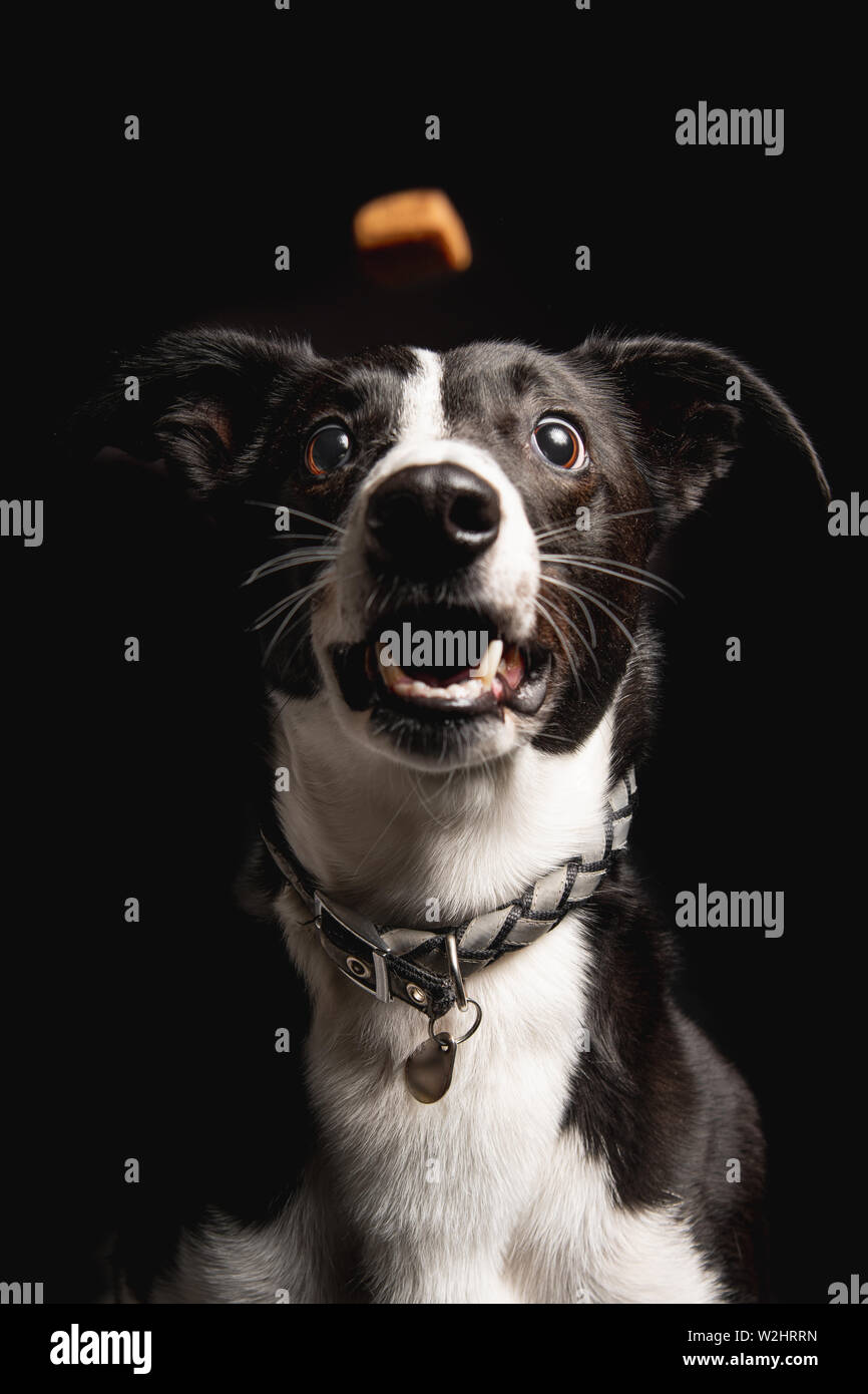 Angry sheep dog hi-res stock photography and images - Alamy