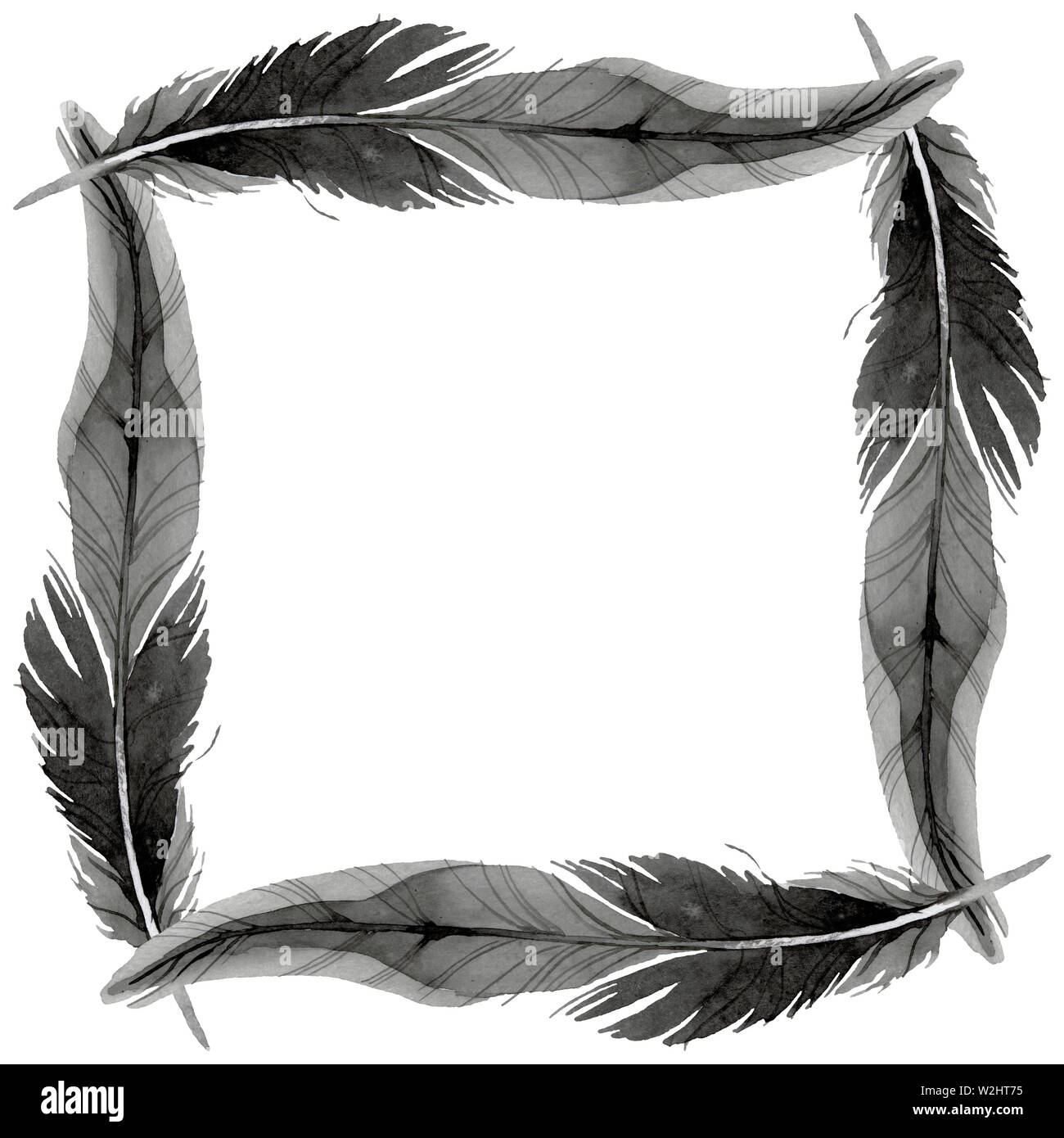 Bird feather from wing isolated. Watercolor background illustration set ...