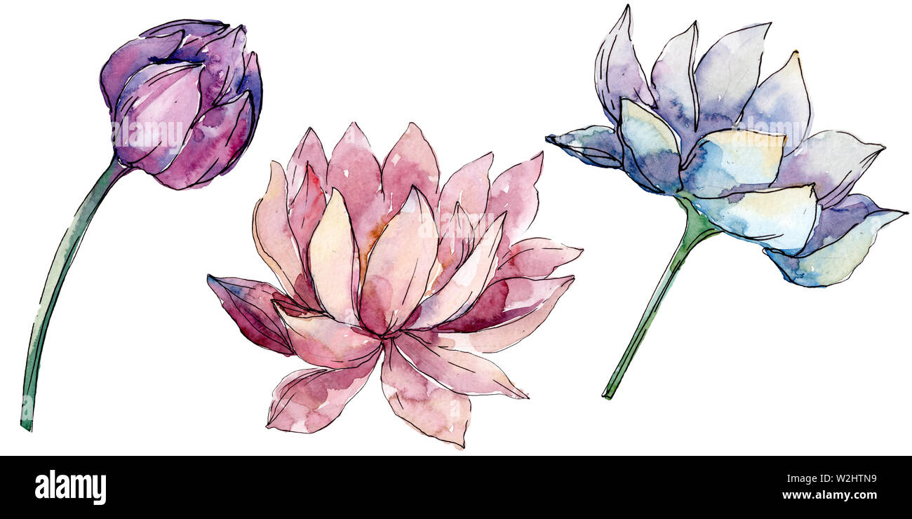 Lotus floral botanical flowers. Wild spring leaf wildflower isolated ...