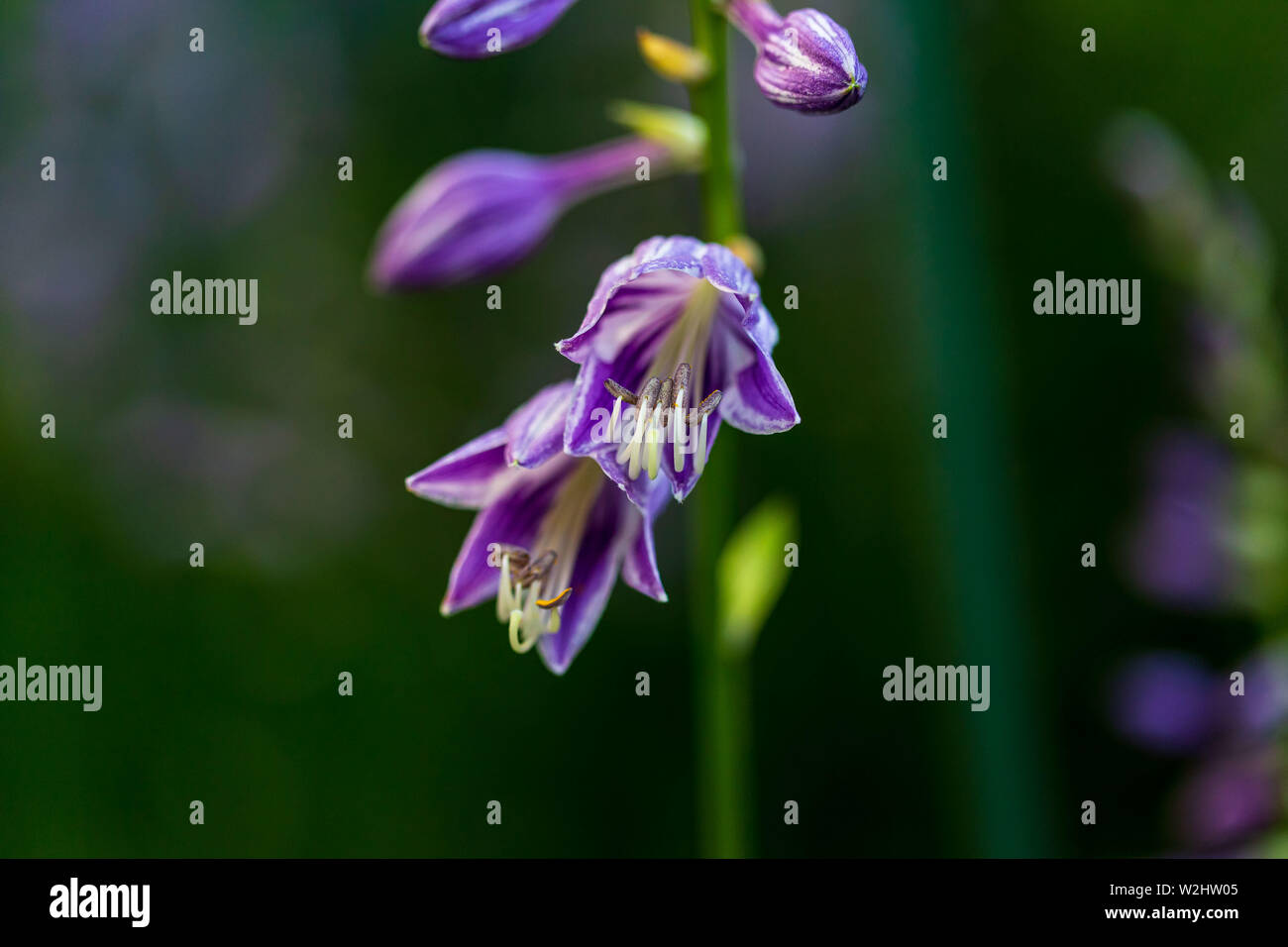 Purple hosta hi-res stock photography and images - Alamy