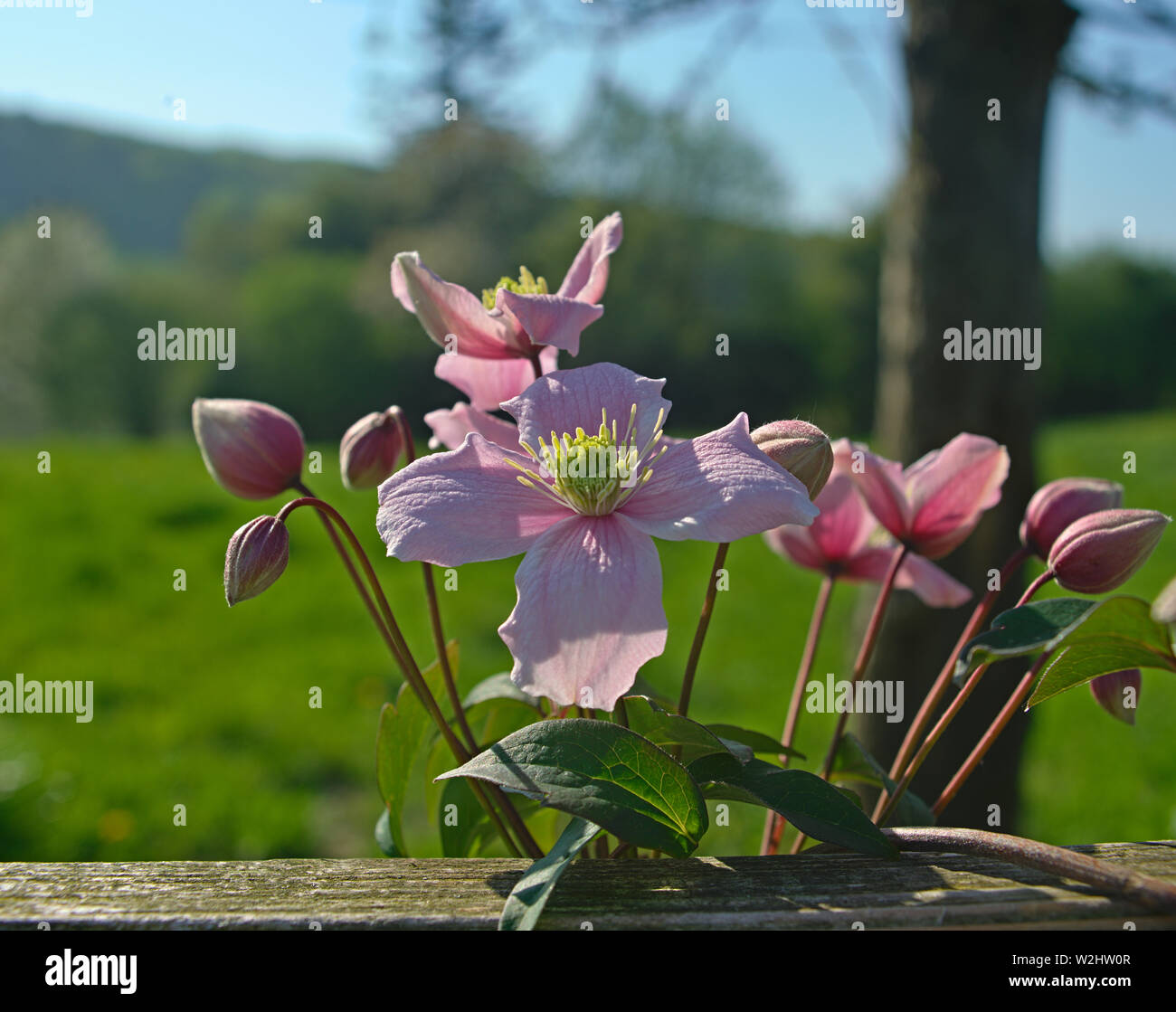 Meadow full of pink flowers hi-res stock photography and images - Alamy