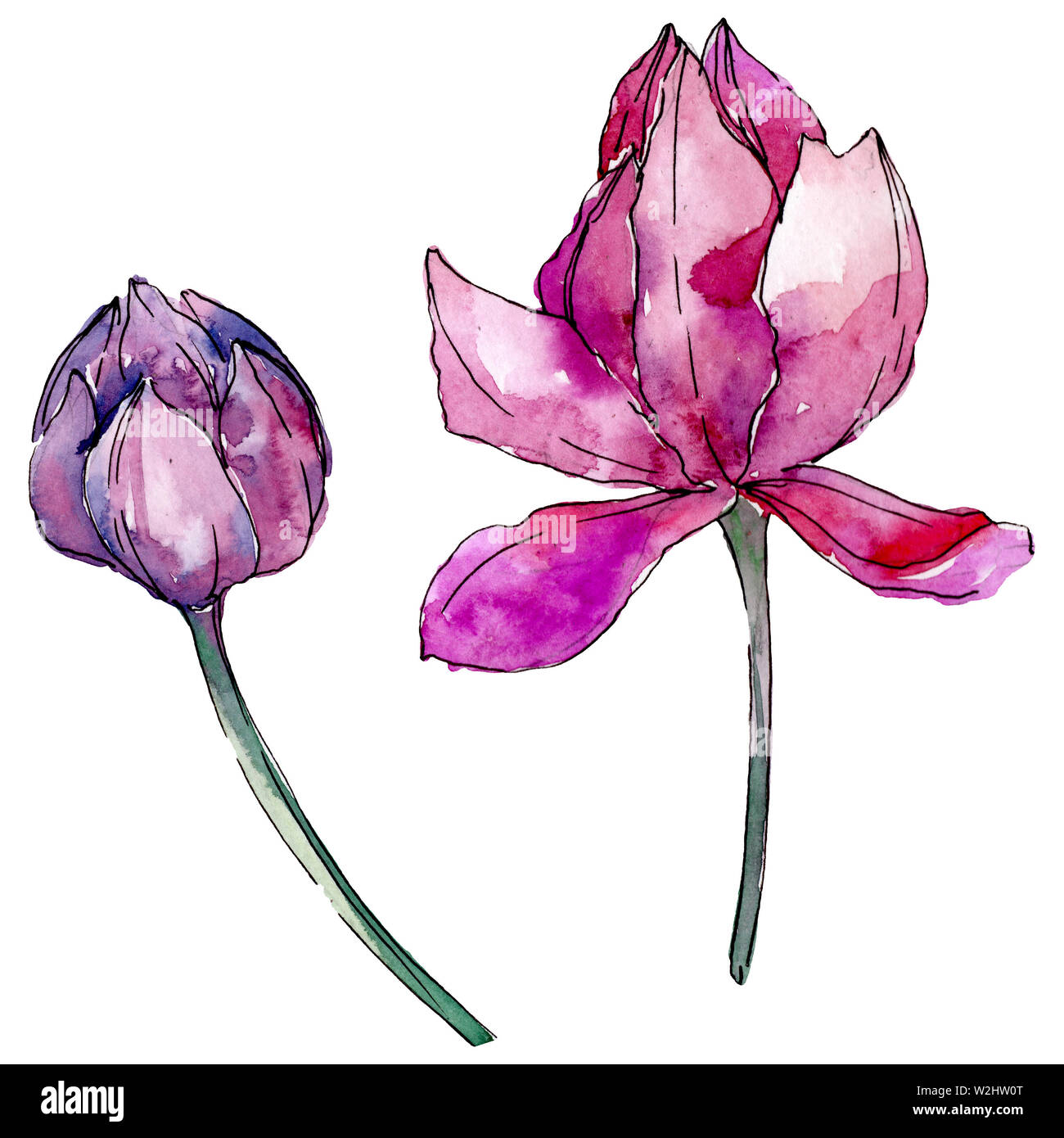 Lotus floral botanical flowers. Wild spring leaf wildflower isolated ...